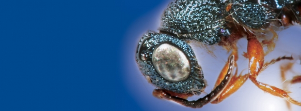 International Centre of Insect Physiology and Ecology (ICIPE) Salary ...